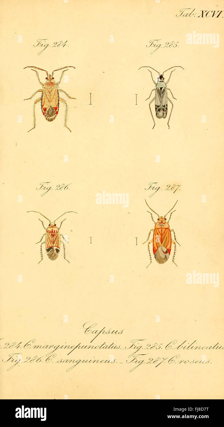 An illustrated guide to the true bugs (Hemiptera) and their ...