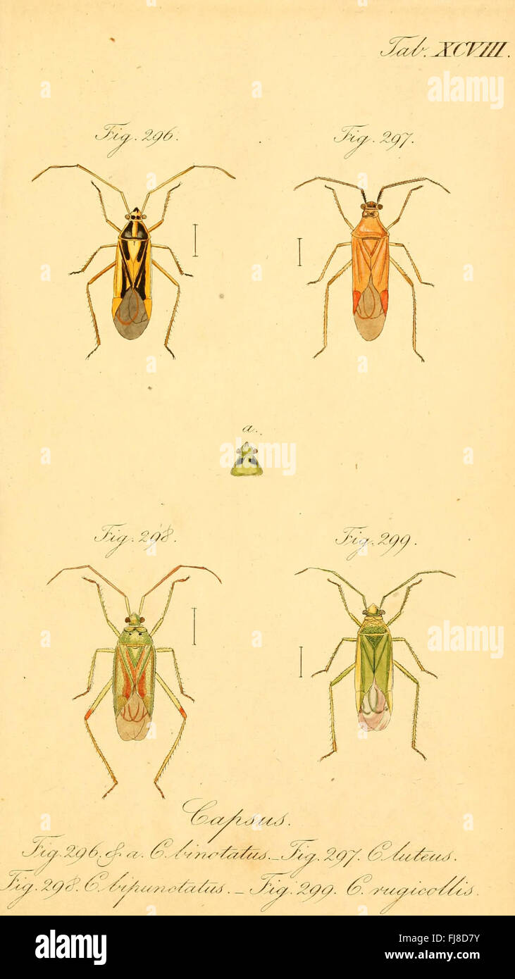Hemiptera, insects, entomology, insect taxonomy, insect classification ...
