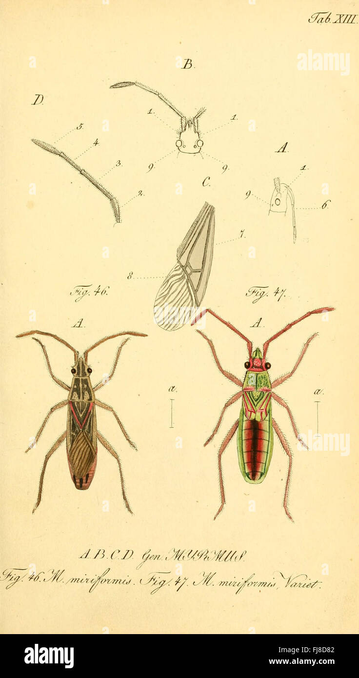 A study on the Hemiptera, focusing on the insect family known as 'true ...