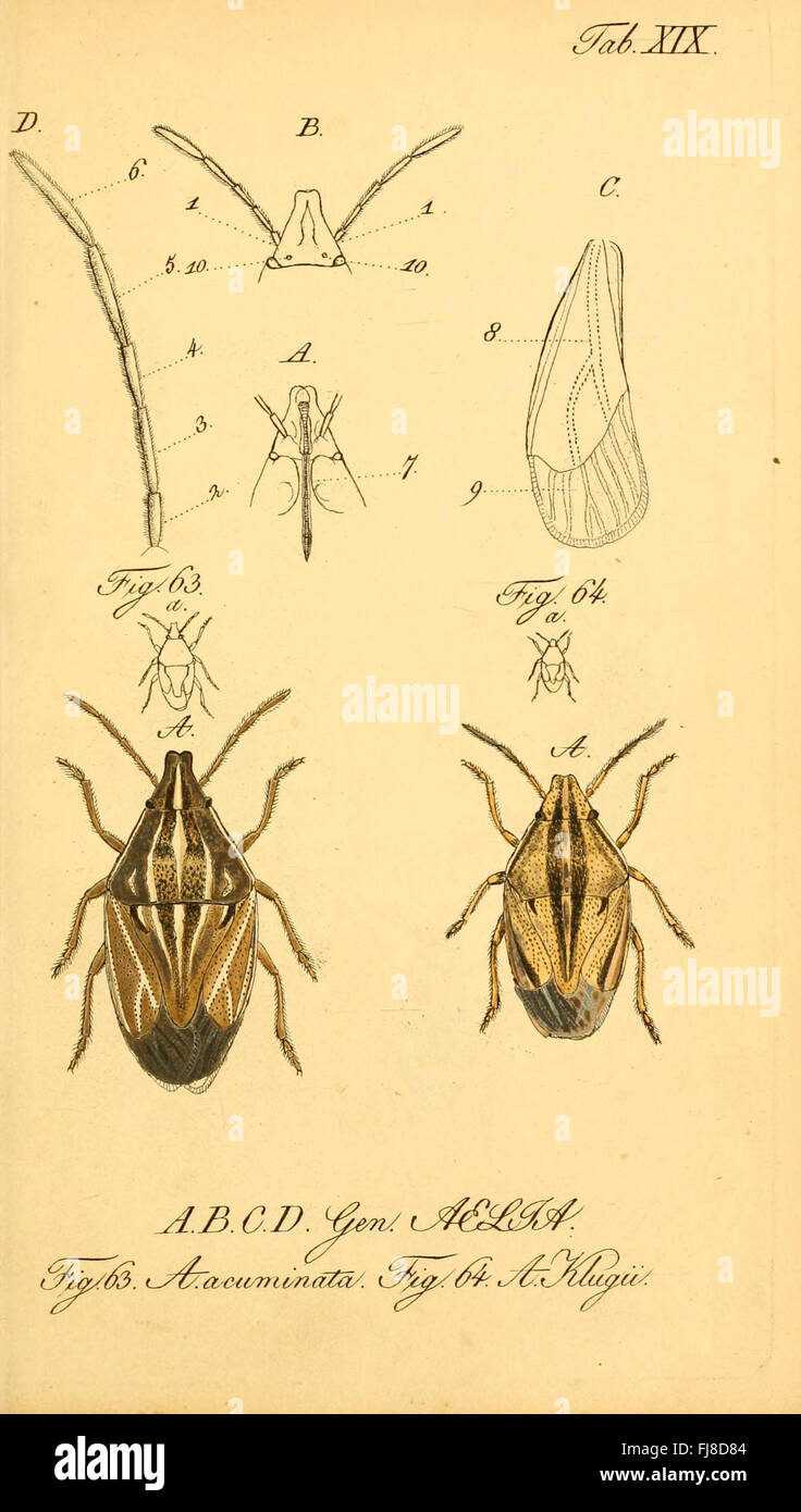 An illustrated work on the Hemiptera order of insects, commonly known ...