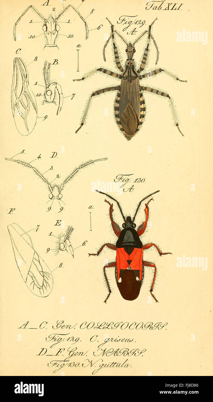 A comprehensive study of the Hemiptera order of insects, detailing ...