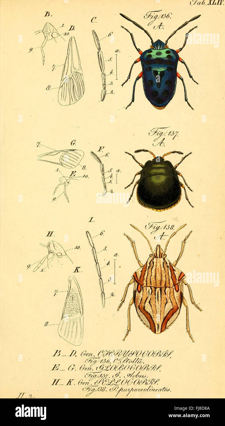 A detailed study of Hemiptera (true bugs), featuring scientific ...
