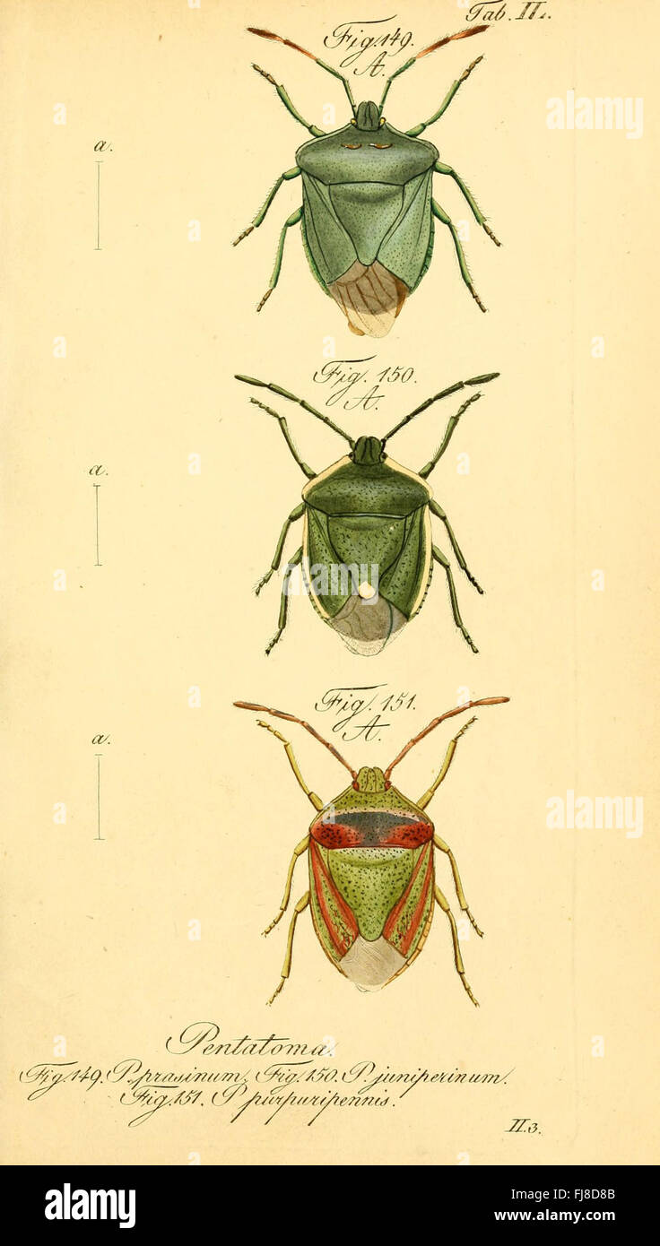Die wanzenartigen Insecten (Tab. XLIX) - Hemiptera: A Study of True ...