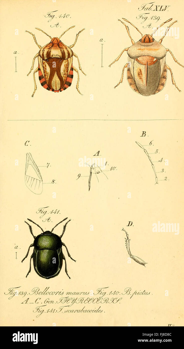 An in-depth study of Hemiptera insects, with detailed illustrations of ...
