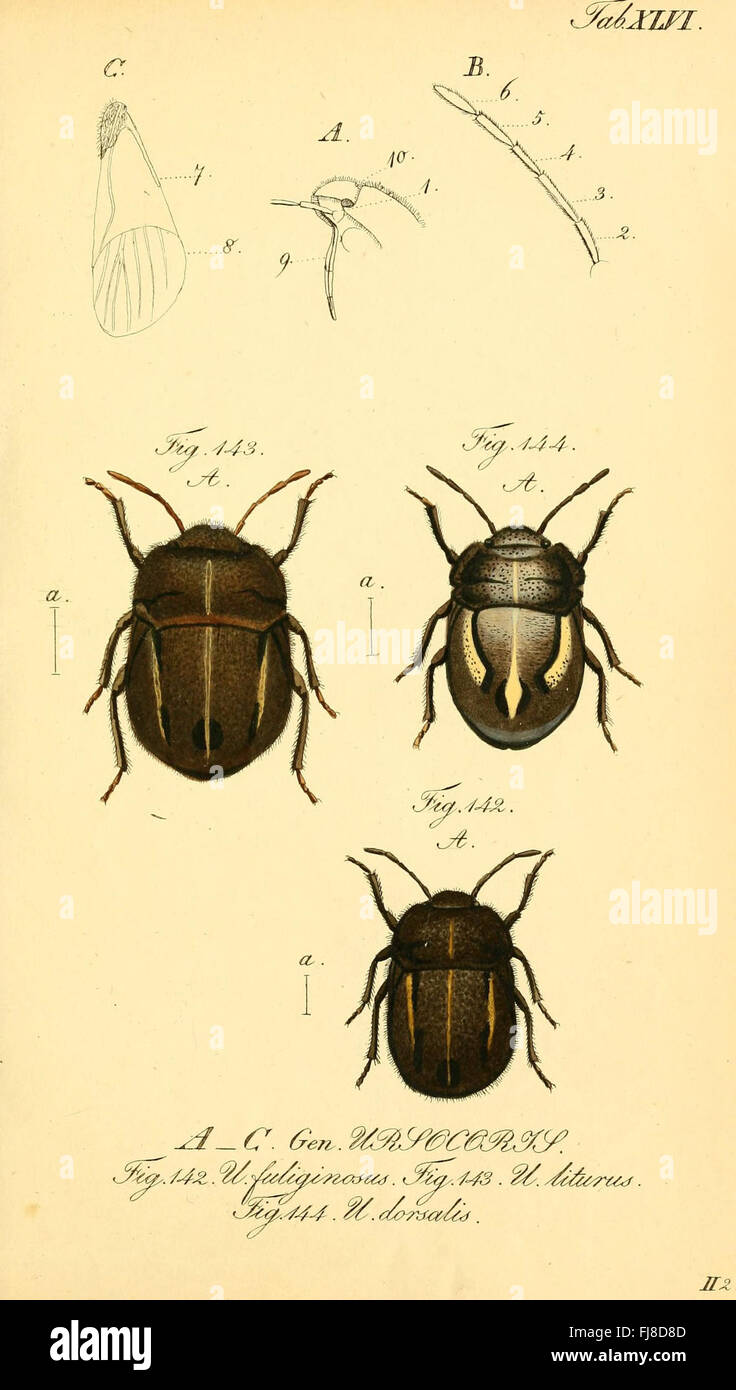 A detailed study and illustration of the true bugs (Hemiptera ...