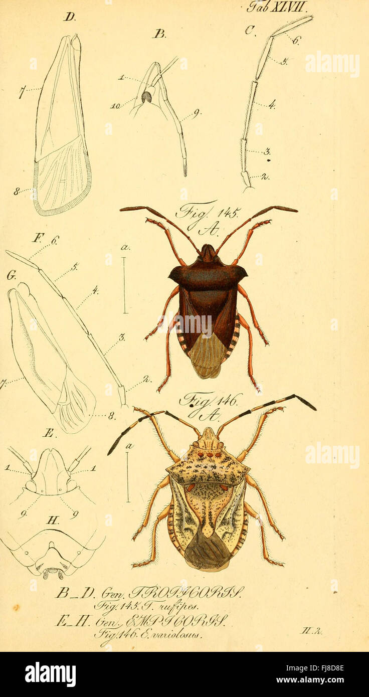 Die wanzenartigen Insecten (Tab. XLVII): Hemiptera insects, including ...