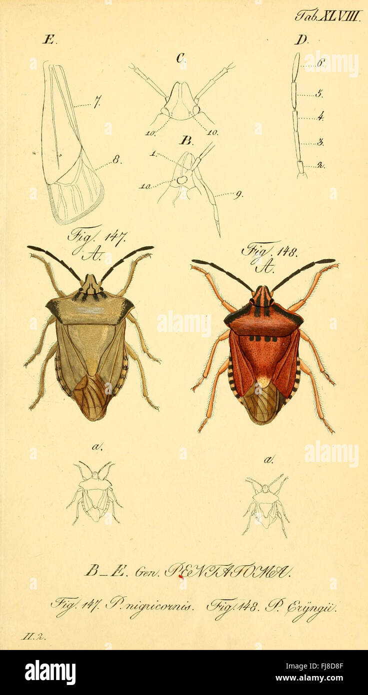 A detailed study and illustration of true bugs (Hemiptera), focusing on ...