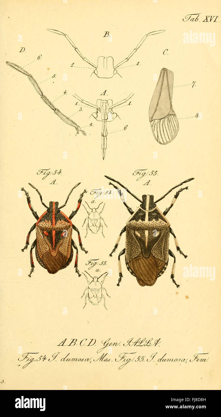 Die wanzenartigen Insecten (Tab. XVI): A detailed study of hemipteran ...