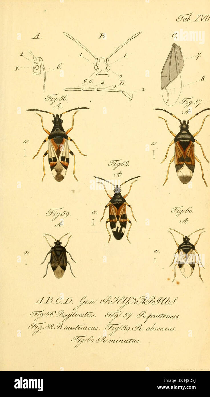 A depiction of the hemipterous insects, focusing on their ...