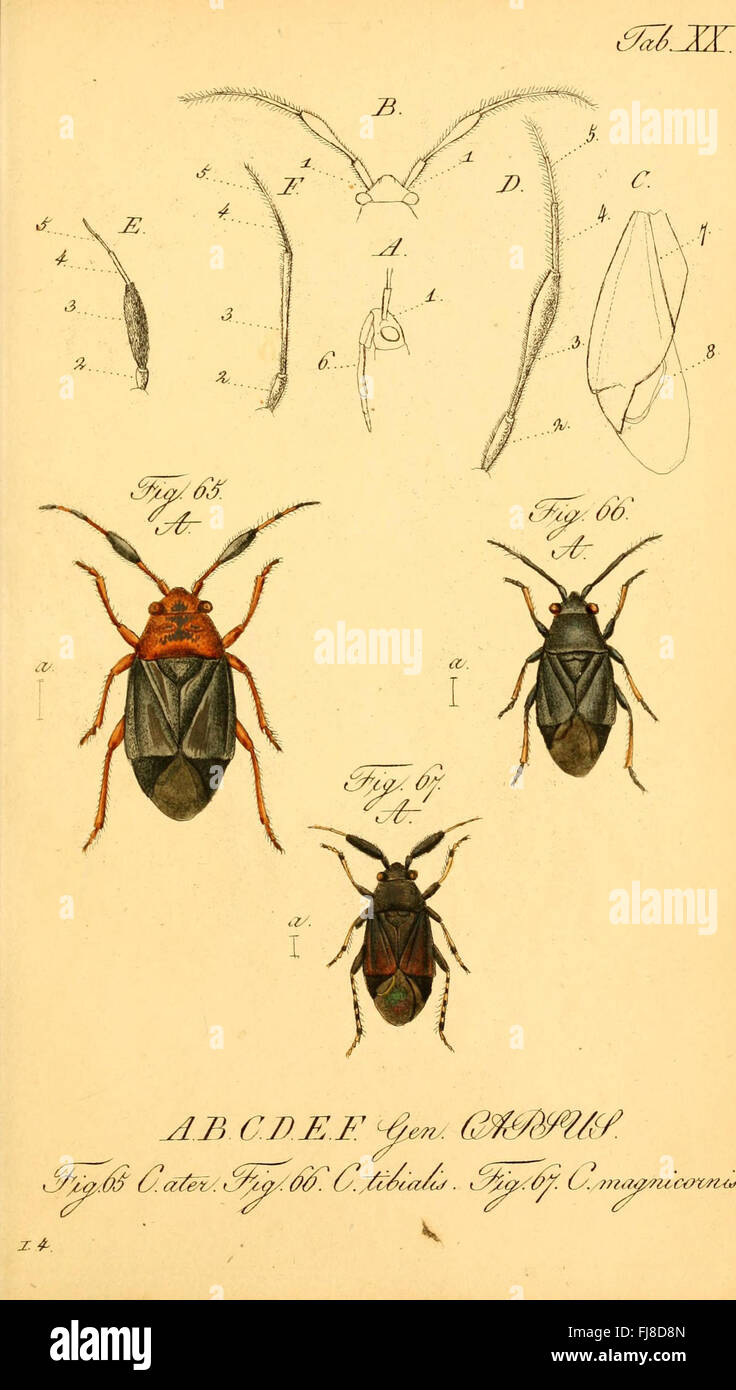 An illustration of the Hemiptera order, focusing on the characteristics ...