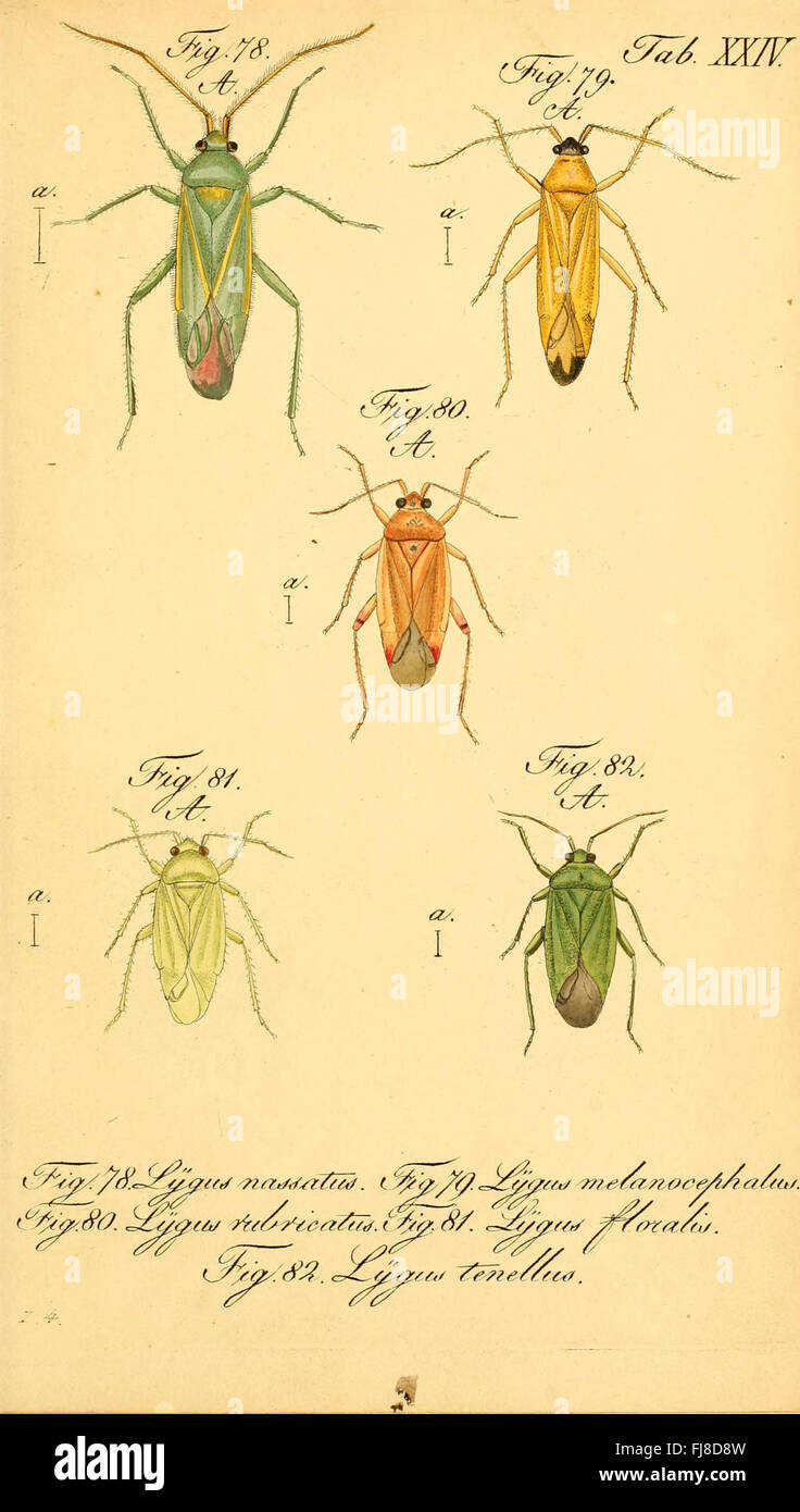 An illustration of *Hemiptera*, the true bugs, from the German ...