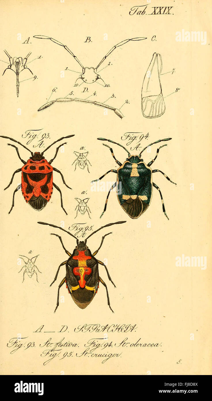 A study on the Hemiptera order of insects, particularly focusing on ...