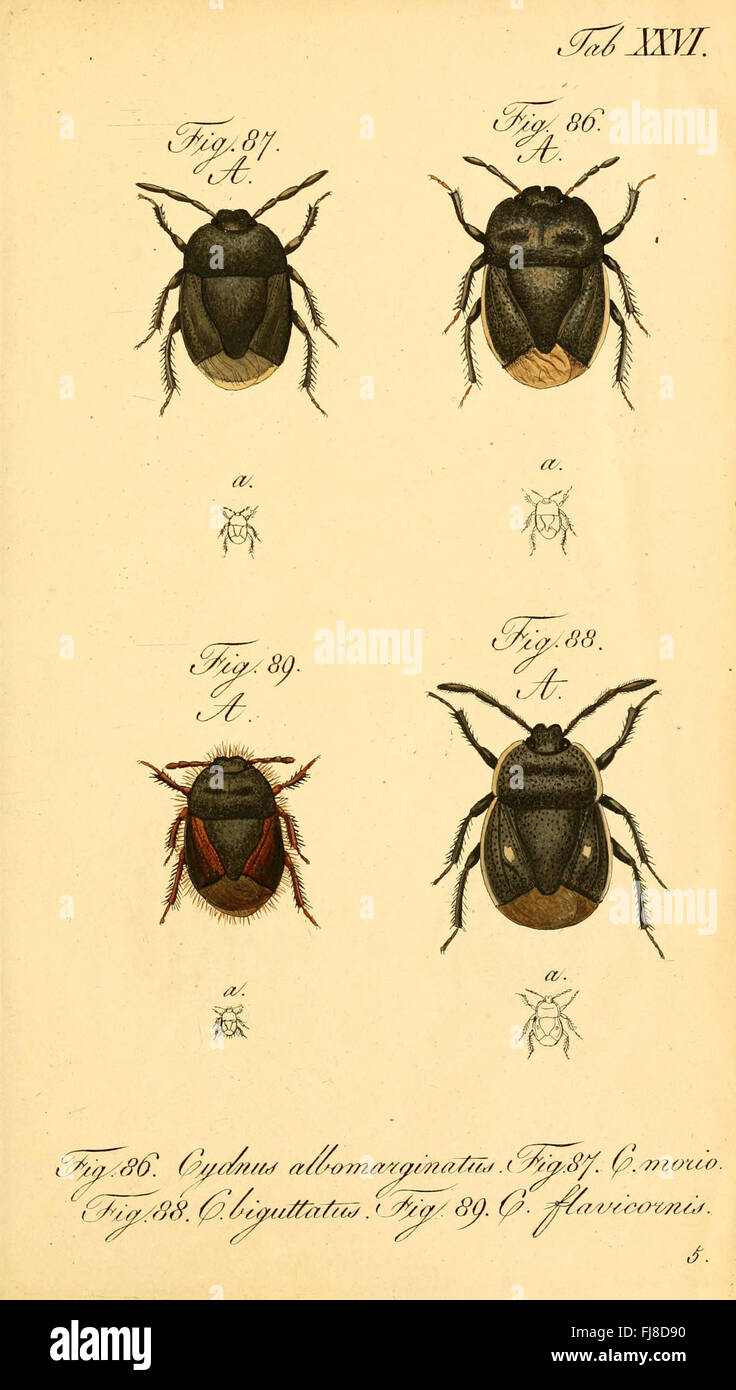 A study of the true bugs (Hemiptera), with detailed illustrations and ...