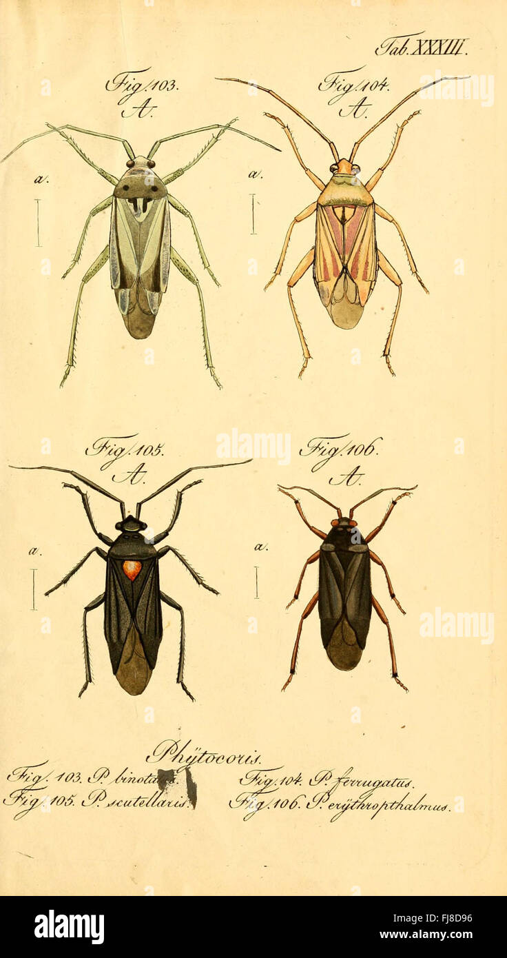 An illustration from a work documenting the bugs of the Hemiptera order ...