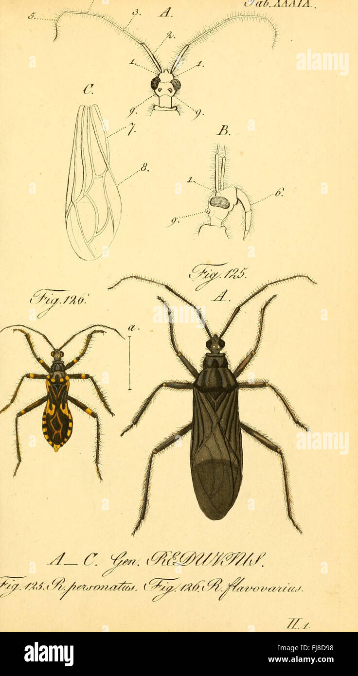 A study of hemipteran insects, focusing on the classification and ...
