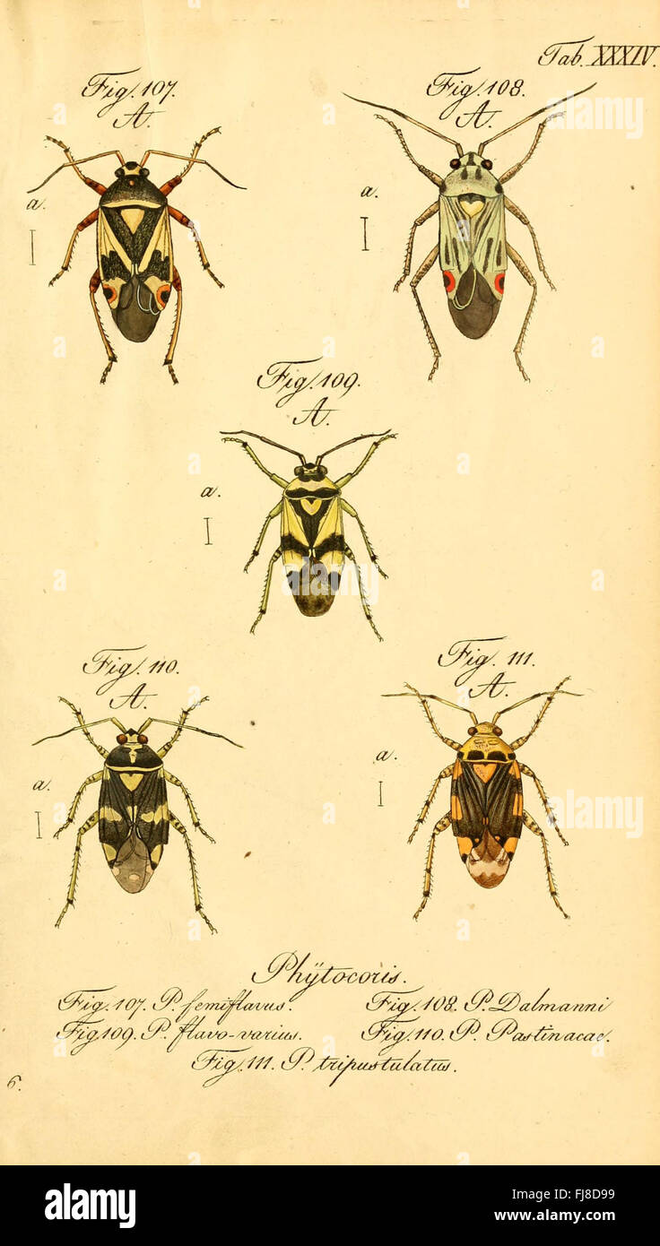 A study of Hemiptera (true bugs), featuring illustrations and detailed ...