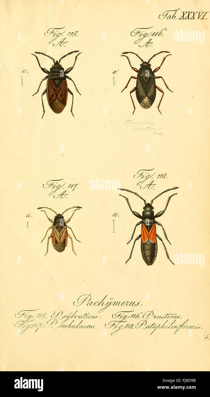 Tab. XXXVI from *Die wanzenartigen Insecten*, a detailed work on ...