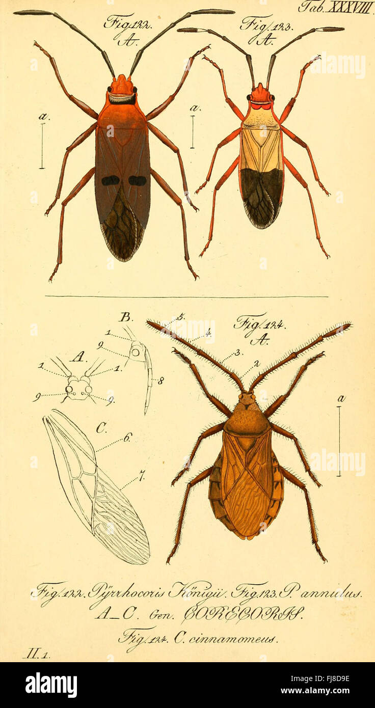 This scientific study examines the Hemiptera order of insects, with an ...