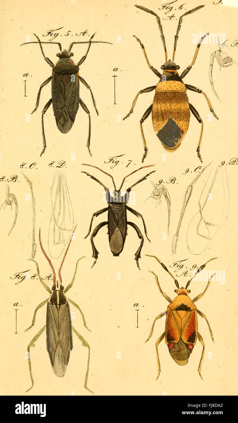 A 19th-century work depicting and describing true bugs (Hemiptera) with ...