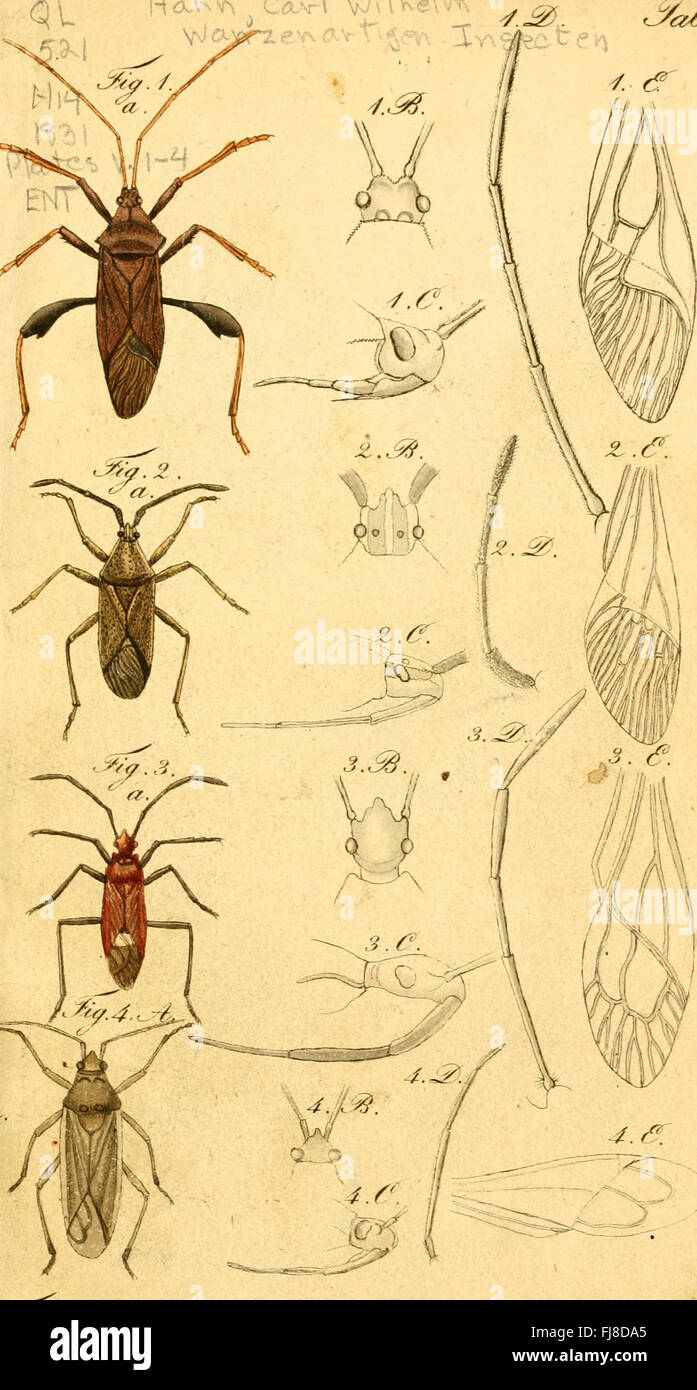 A German work from 1831 detailing true bug species, including ...