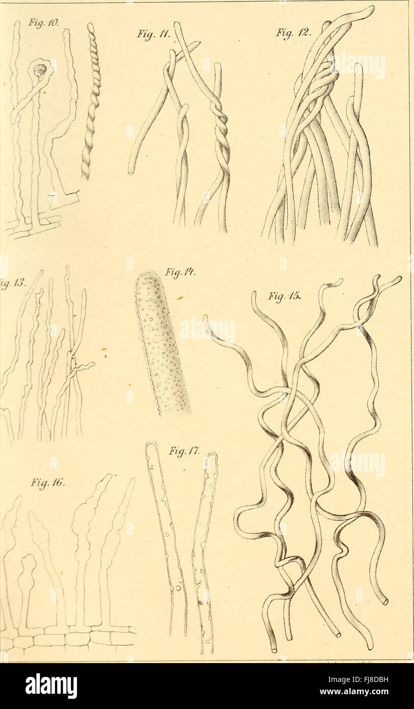 A study on the root hairs of plants, contributing to our understanding ...