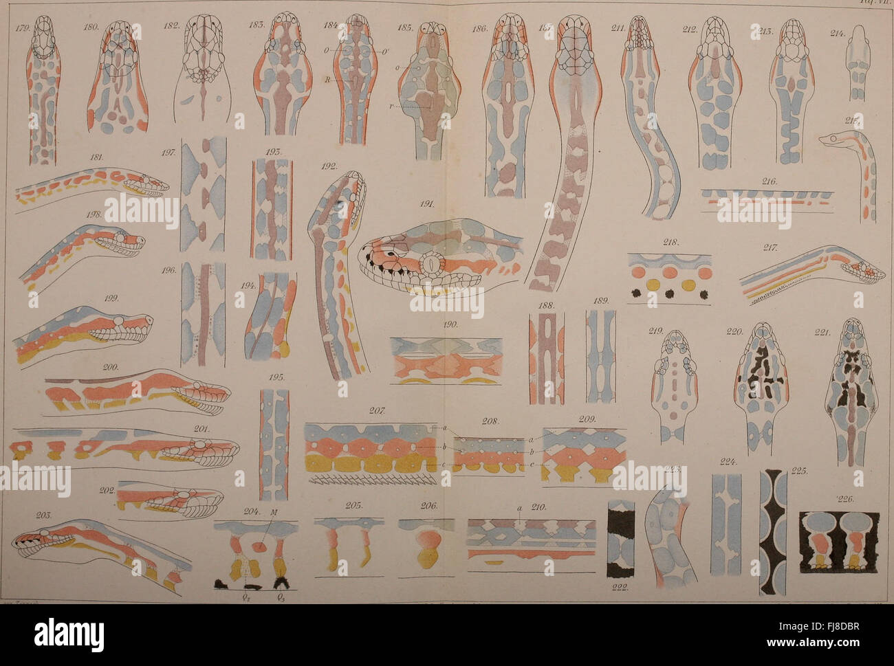 A Historical Illustration Collection Of Pythons Focusing On Their
