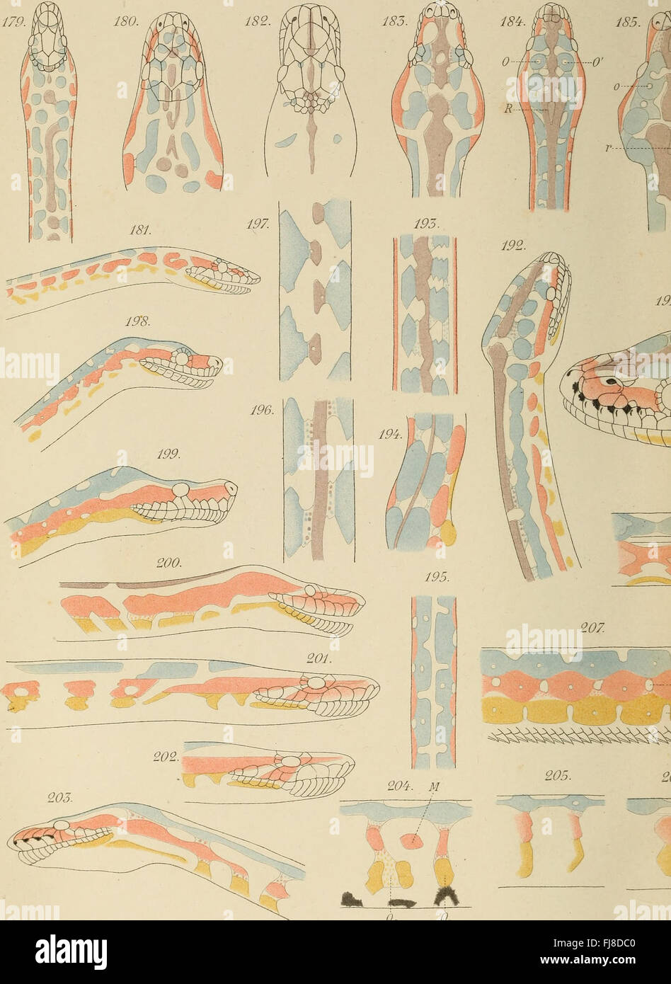 A 1898 work illustrating the species and characteristics of Boidae (boa ...