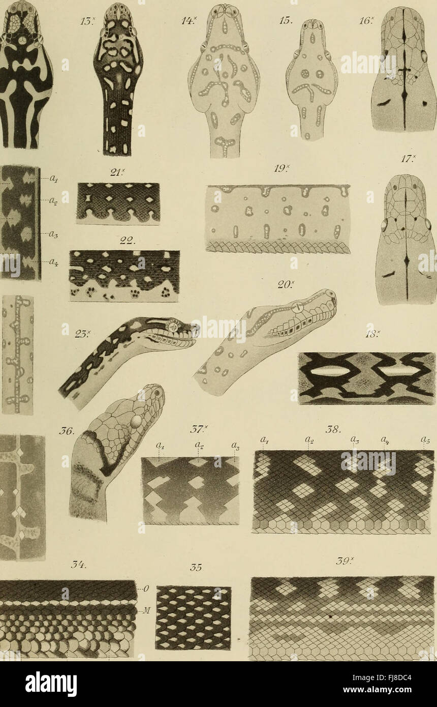 Boid Drawings, 1898, Snakes, Reptiles, Zoology, Germany, 19th Century ...