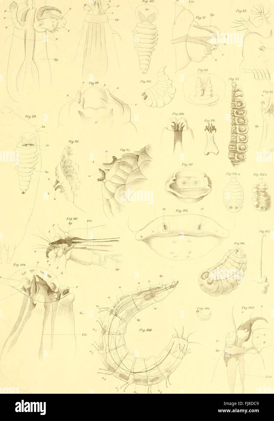 The Two-Winged Insects of the Imperial Museum in Vienna, 1880, a ...
