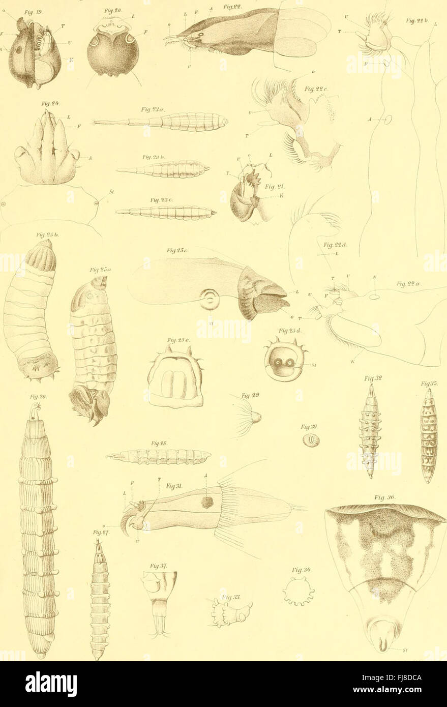 Two detailed illustrations of insects hi-res stock photography and ...