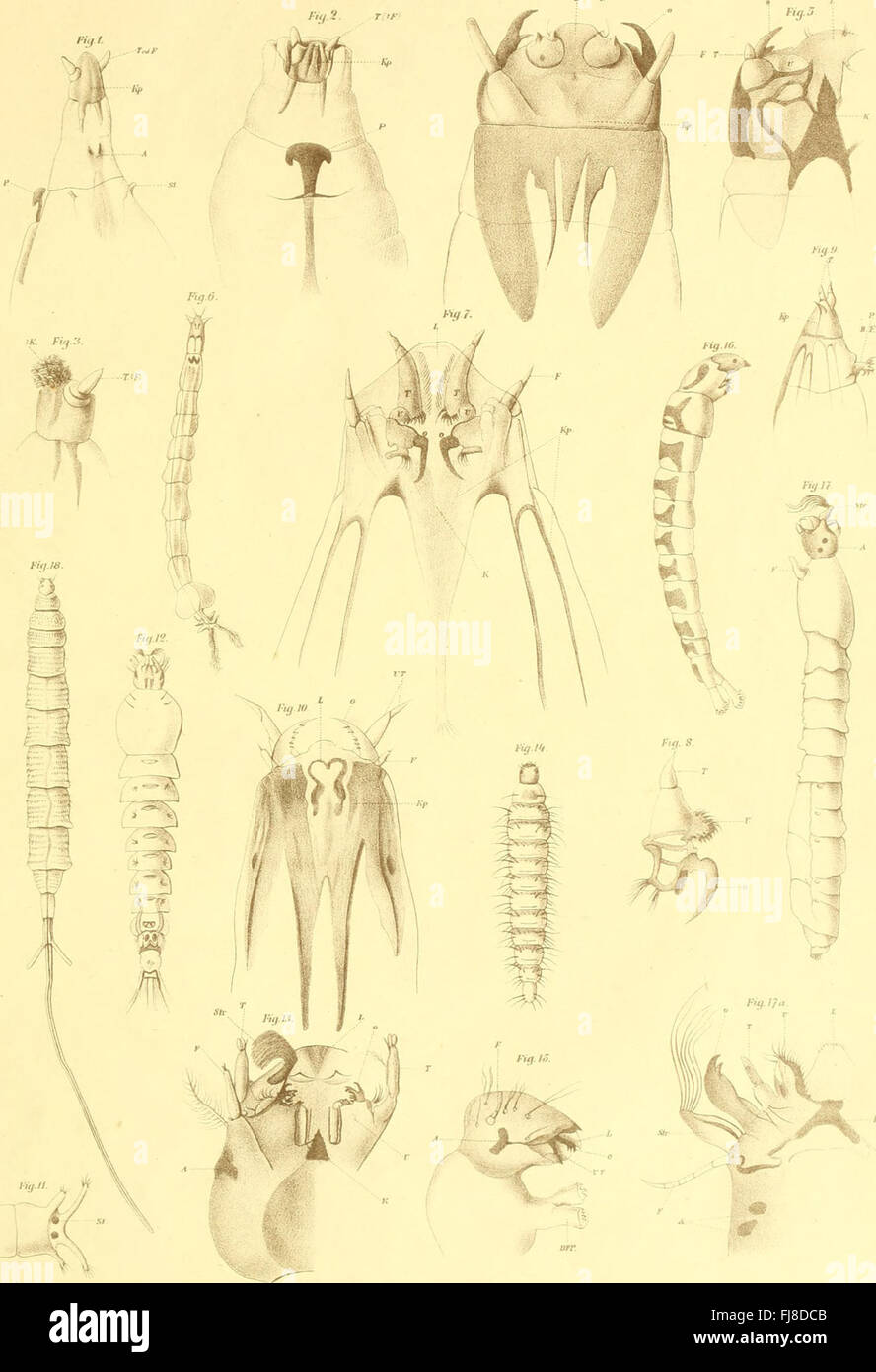 A study of the two-winged insects housed at the Imperial Museum in ...
