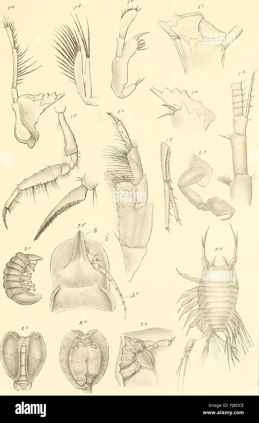 A historical account of the second German North Polar Expedition in ...