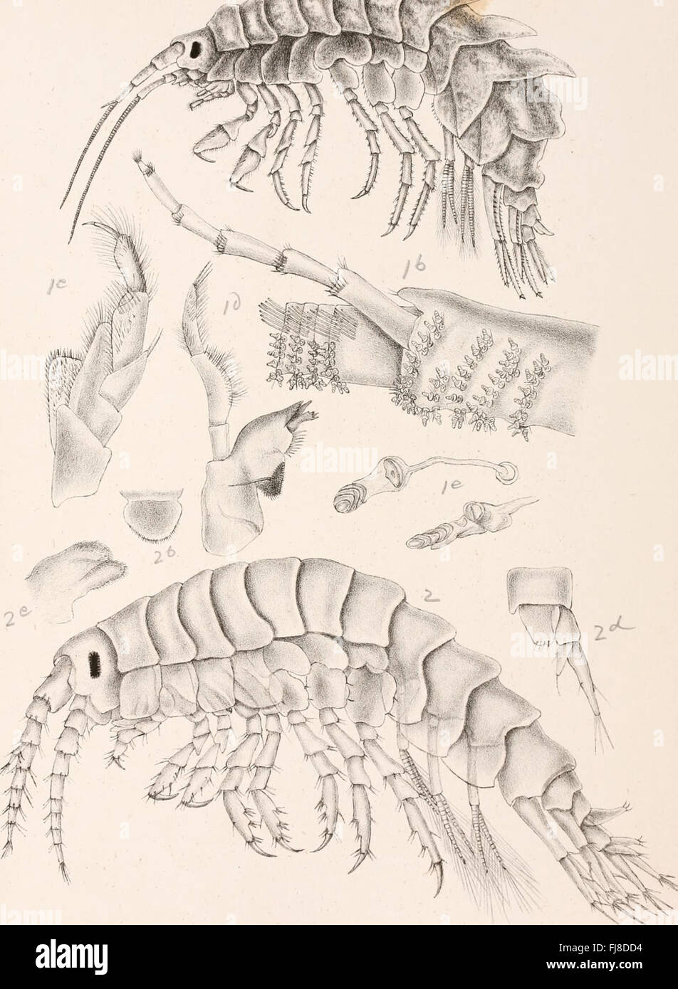 The second German North Pole expedition led by Captain Karl Koldewey in ...