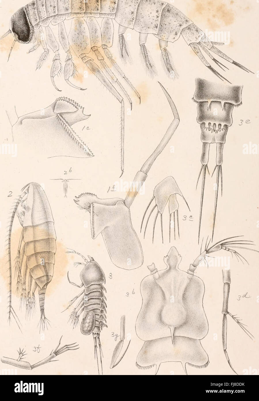A detailed account of the second German Arctic expedition from 1869 to ...