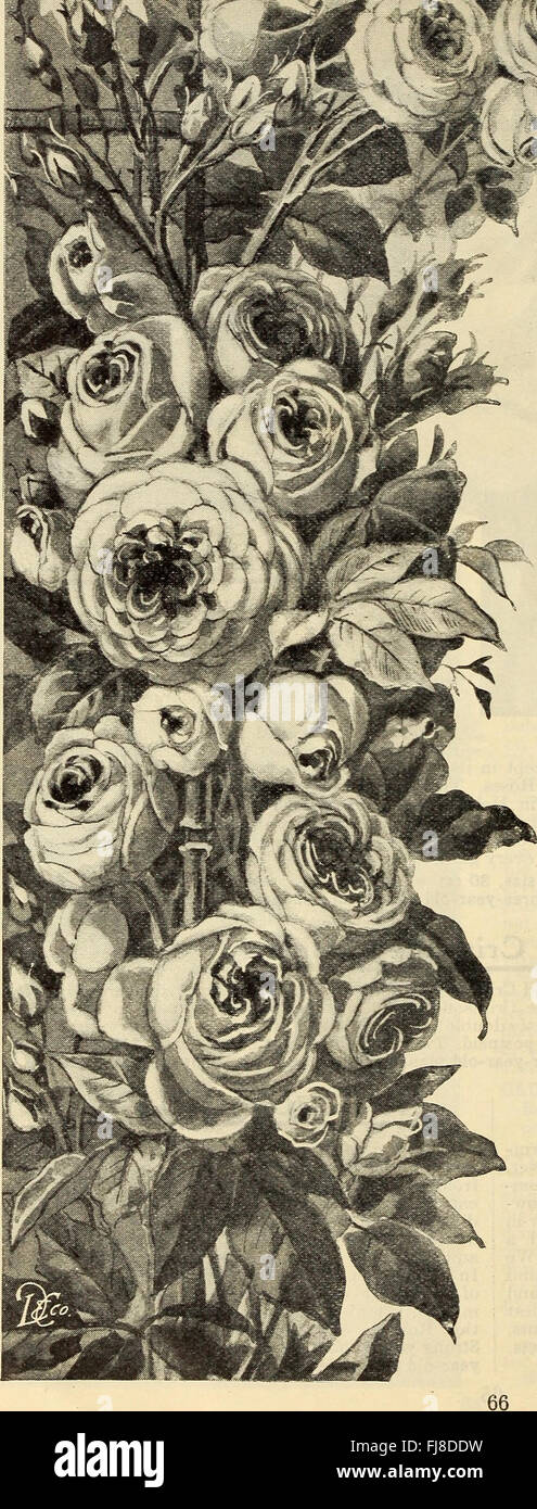 Dingee guide to rose culture (1909 Stock Photo - Alamy
