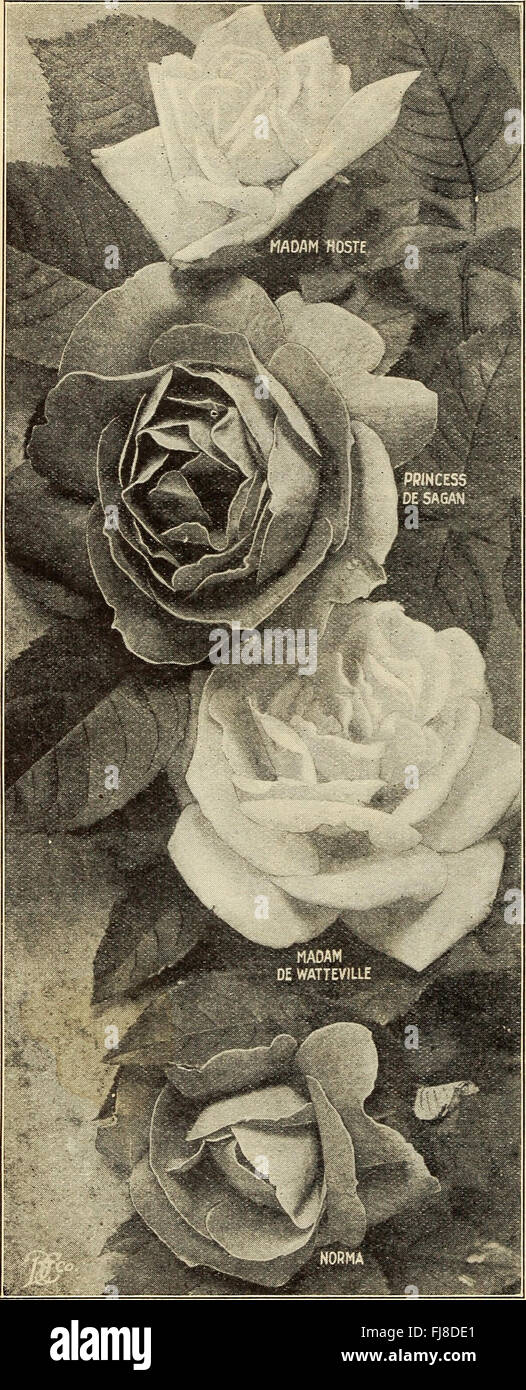 Dingee guide to rose culture (1909 Stock Photo - Alamy