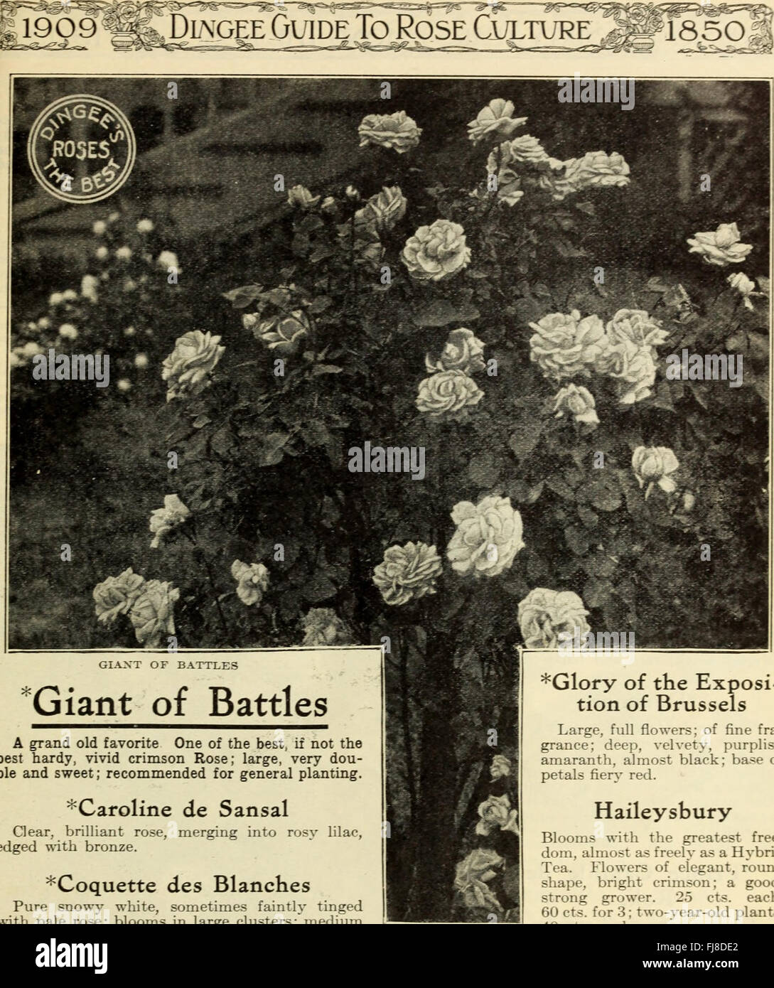 Dingee guide to rose culture (1909 Stock Photo - Alamy