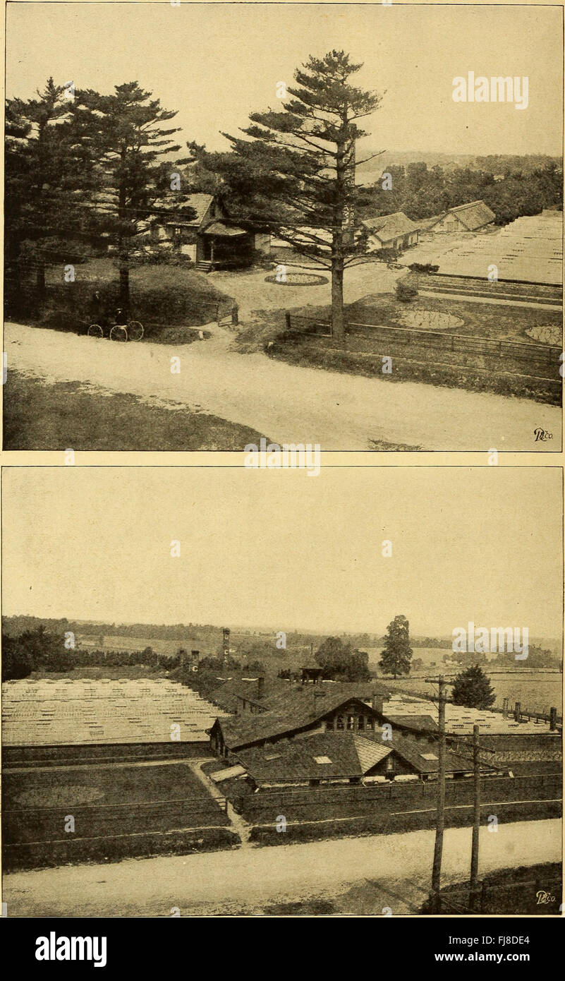 Dingee Guide to Rose Culture (1909 Stock Photo - Alamy