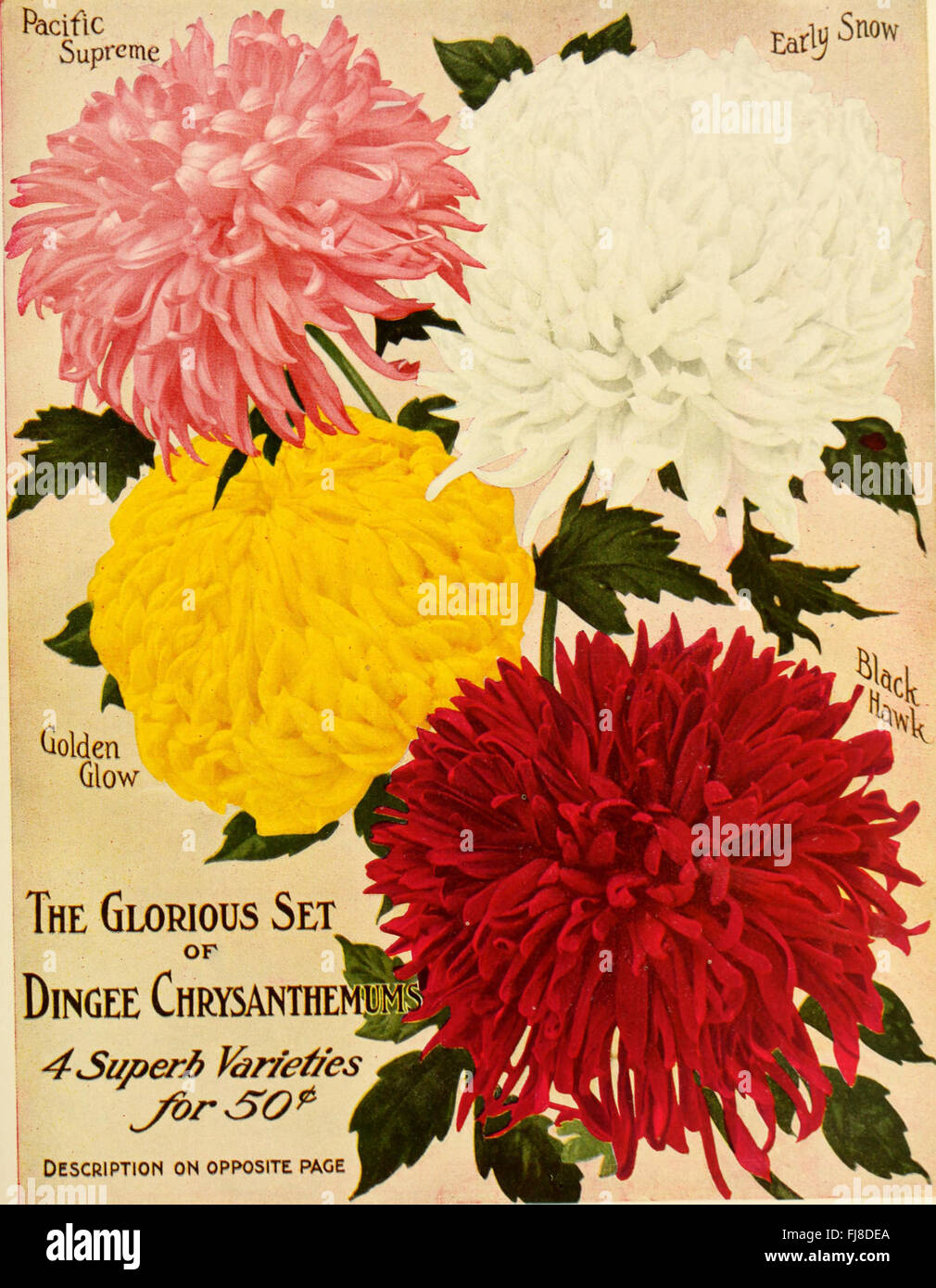 A historical guide to the cultivation and care of roses, offering ...