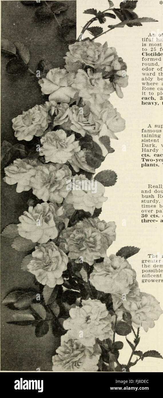 The 'Dingee Guide to Rose Culture' offers detailed advice and ...