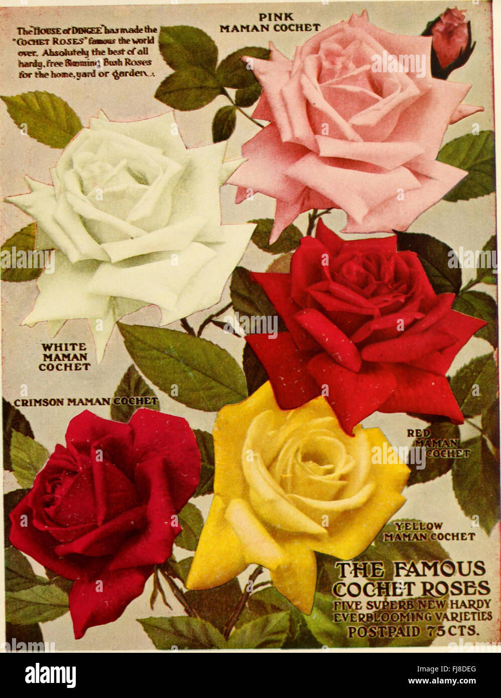 A historical guide from 1913 on the cultivation of roses, offering ...