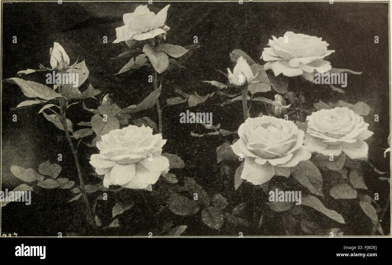 Dingee guide to rose culture (1913 Stock Photo - Alamy