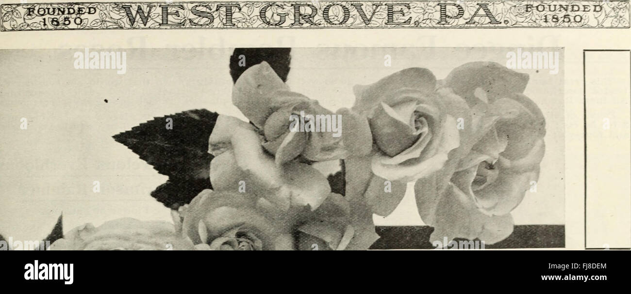 A guide from 1913 dedicated to the culture of roses, offering tips on ...