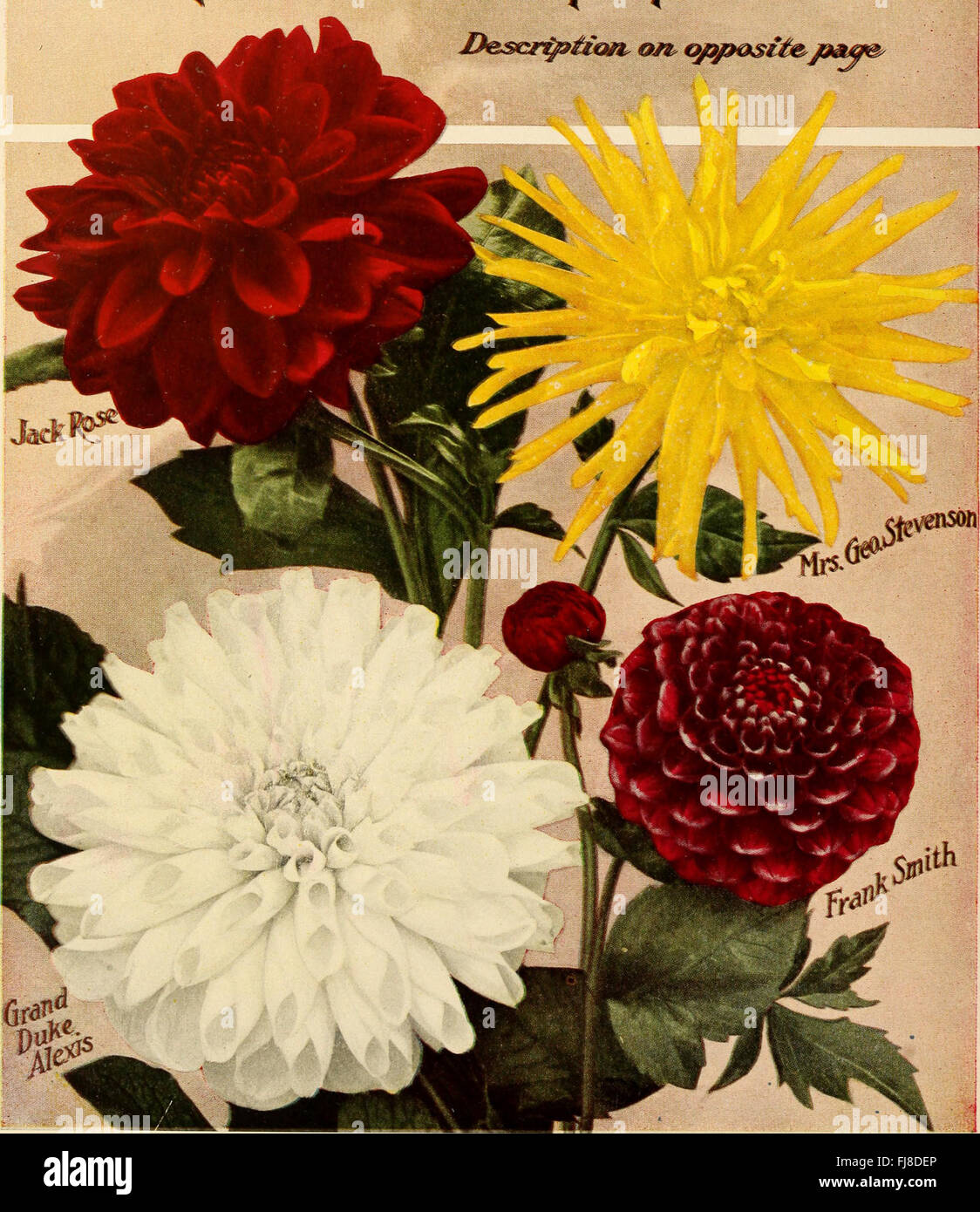Dingee guide to rose culture (1913 Stock Photo - Alamy