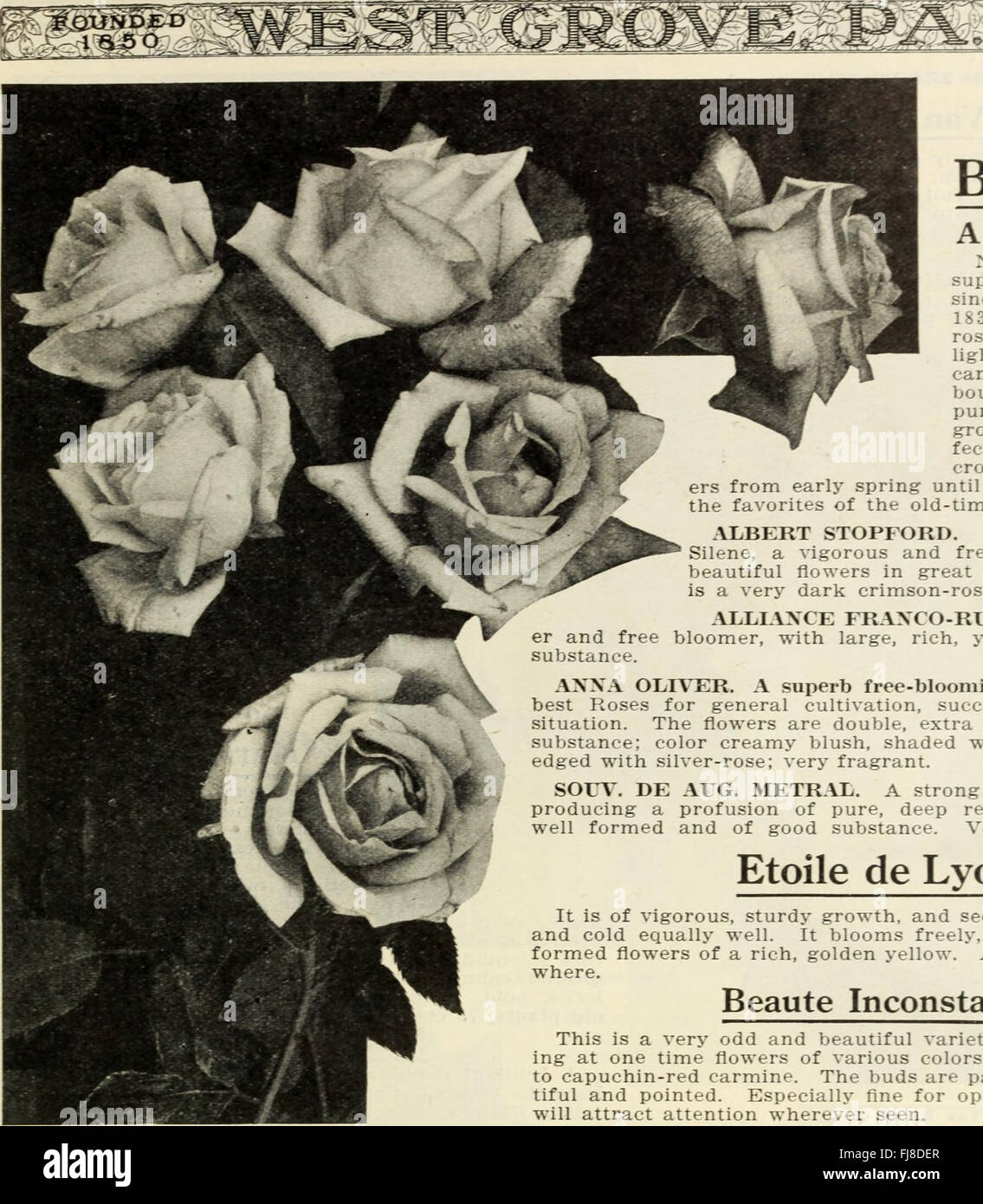 A comprehensive guide to rose culture, focusing on the care ...