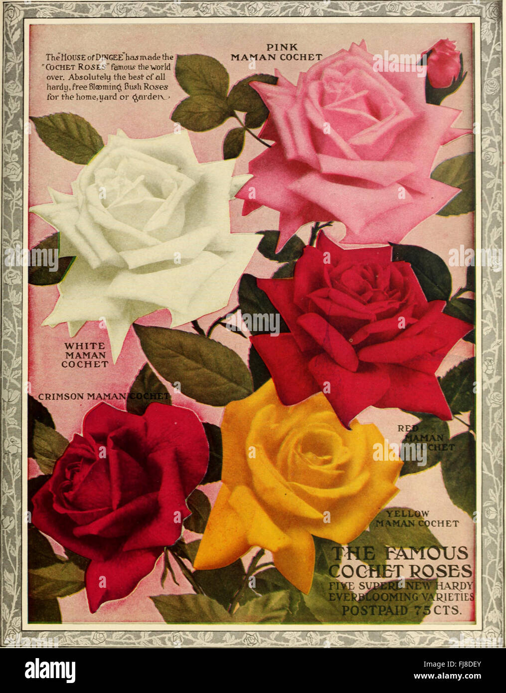 Dingee guide to rose culture (1916) - A guidebook from 1916 detailing ...