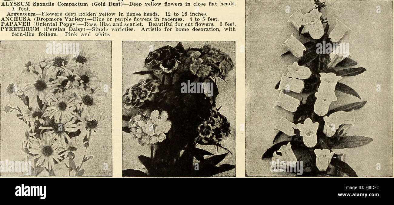 Dingee Guide to Rose Culture (1916) - A comprehensive guide to ...