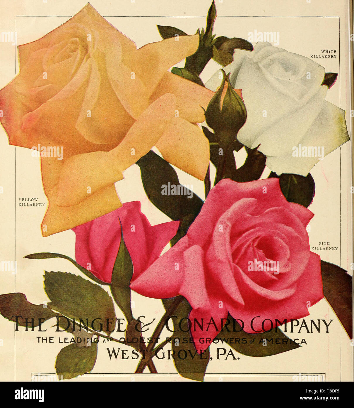 A 1916 guide to the culture and care of roses Stock Photo - Alamy