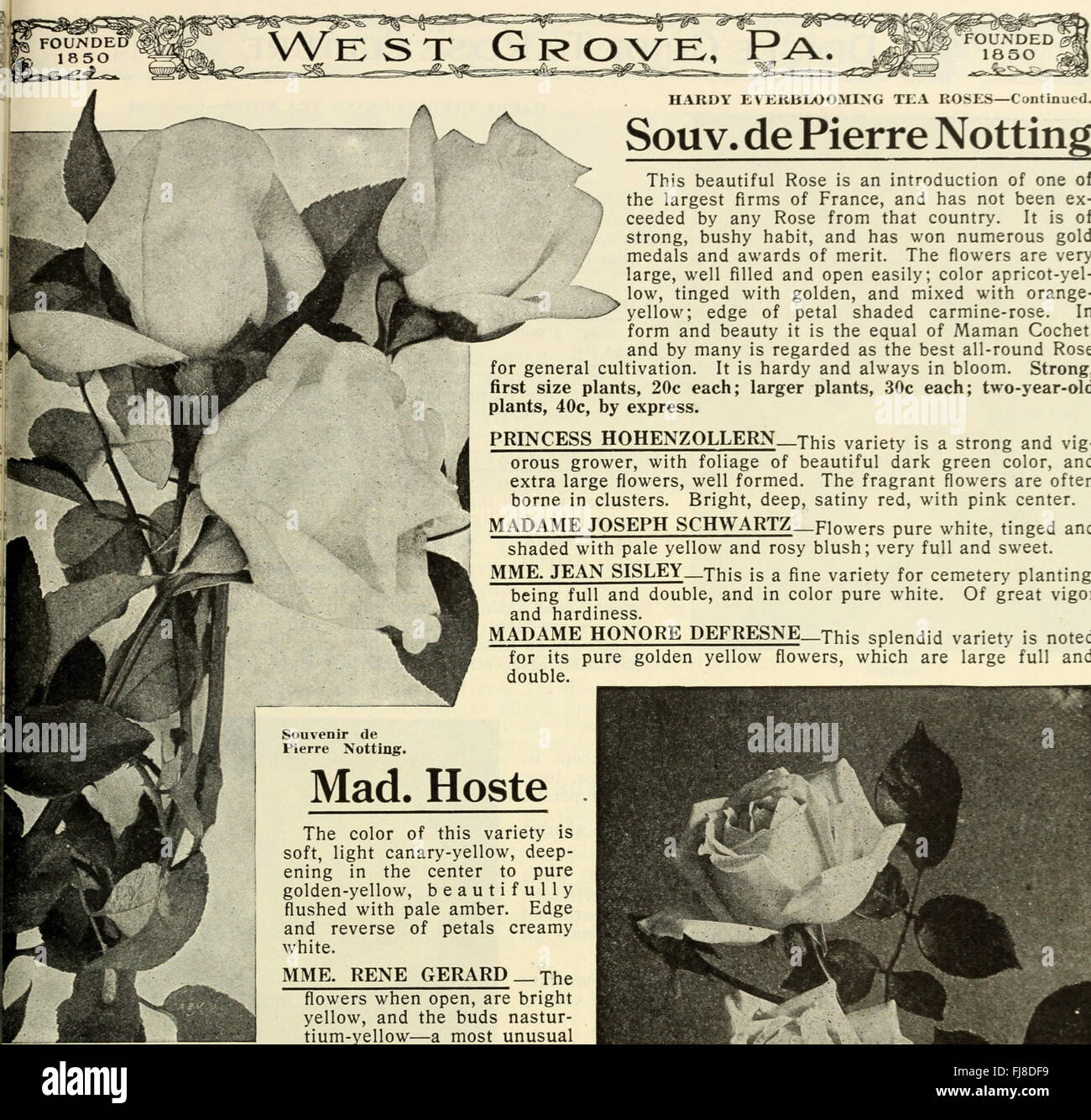 Dingee Guide to Rose Culture, 1916, Horticultural Practices Stock Photo ...
