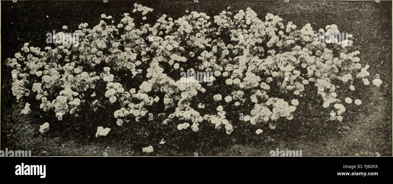 Dingee guide to rose culture (1916 Stock Photo - Alamy